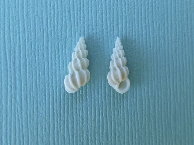 How To Find Wentletrap Shells On Sanibel | i Love Shelling