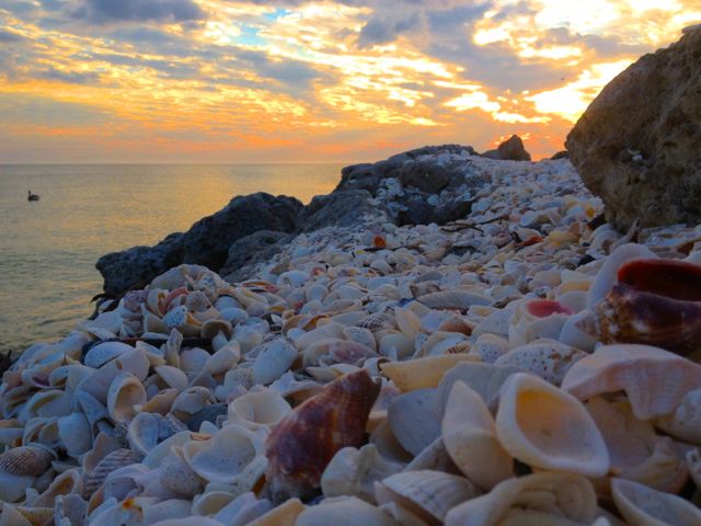 Little Hickory Sunset Seashells | I Love Shelling