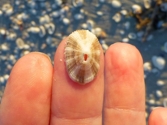 Seashells, Beach Bling and …. Red Tide | I Love Shelling