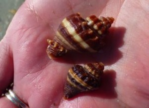 The Gulf That Keeps On Giving | I Love Shelling