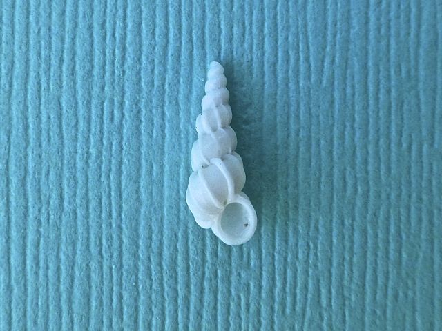 How To Find Wentletrap Shells On Sanibel | I Love Shelling