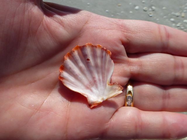 CShells Sees Seashells By The Seashore | I Love Shelling