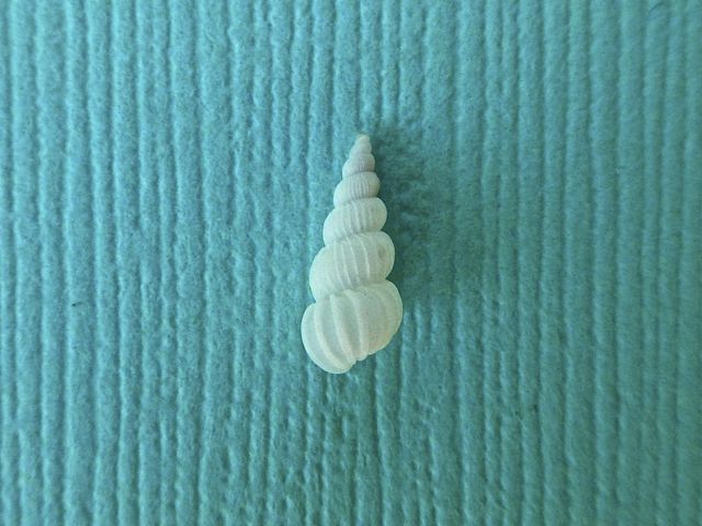 How To Find Wentletrap Shells On Sanibel | I Love Shelling