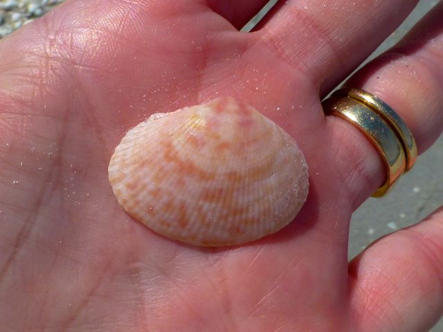 Seashells, Beach Bling and …. Red Tide | I Love Shelling