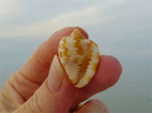 Queen For The Day! | I Love Shelling