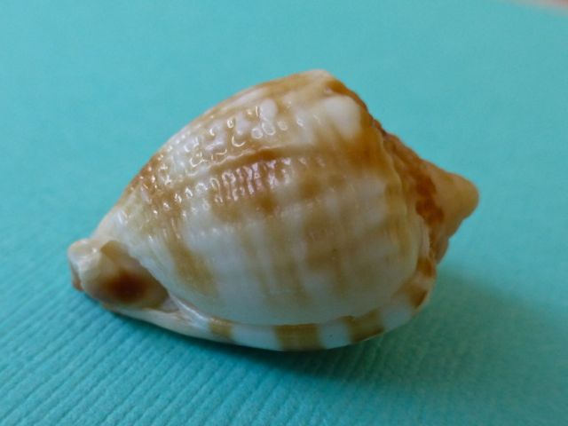 Queen For The Day! | I Love Shelling