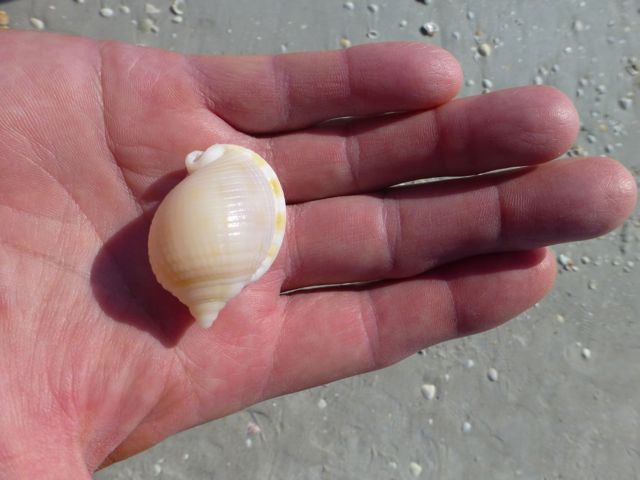CShells Sees Seashells By The Seashore | I Love Shelling
