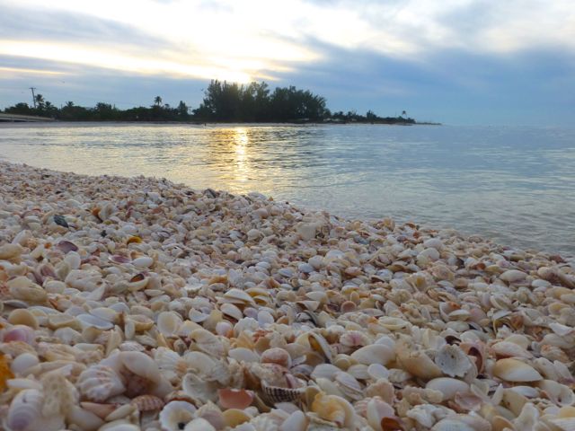 Queen For The Day! | I Love Shelling