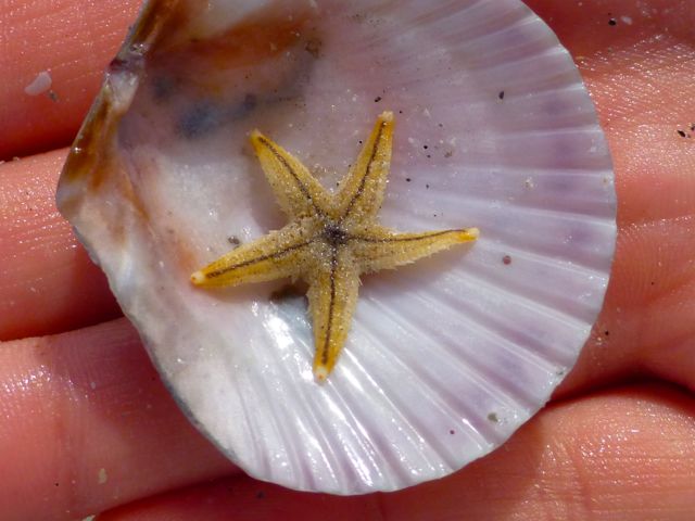 tiny starfish sanibel | I Love Shelling