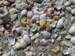 Collecting Coquinas | I Love Shelling