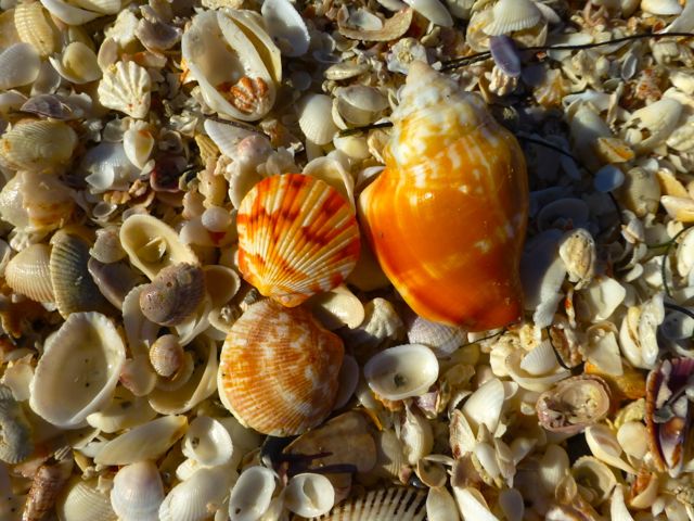 Santa's Seashell Good List | I Love Shelling