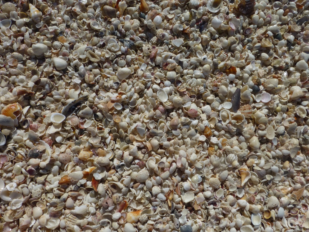 Shellebrating The Season On Captiva Florida | I Love Shelling