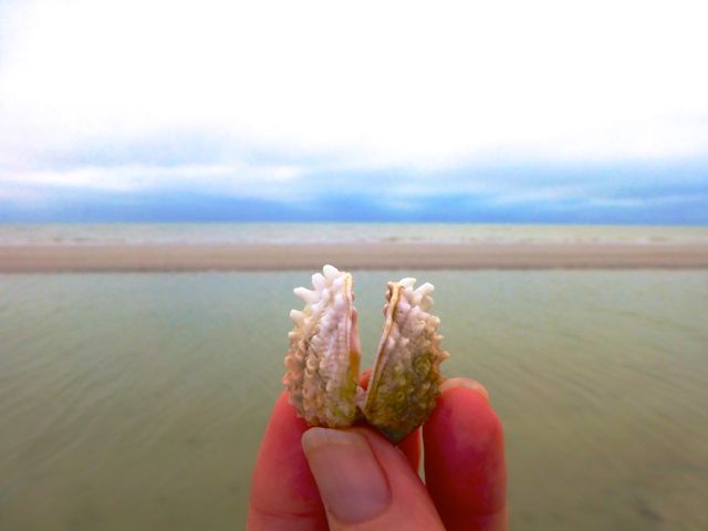 Gulfside City Park Low Tide Seashells | I Love Shelling