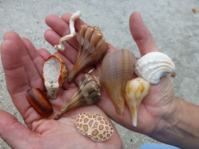 Gulfside City Park Low Tide Seashells | I Love Shelling