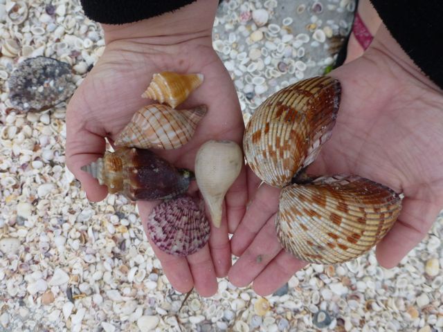 Gulfside City Park Low Tide Seashells | I Love Shelling