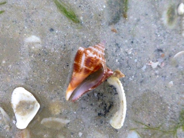 Gulfside City Park Low Tide Seashells | I Love Shelling