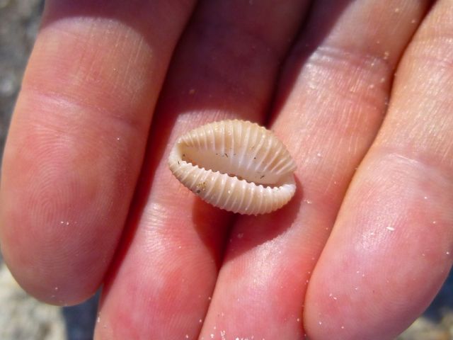 Spectacsheller Times! | I Love Shelling