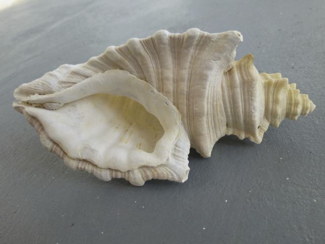 Finding Seashells On Turks And Caicos Islands | I Love Shelling