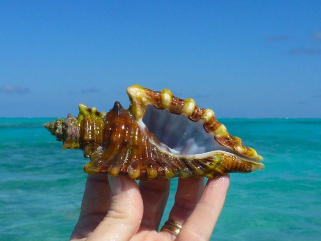 Finding Seashells On Turks And Caicos Islands | I Love Shelling
