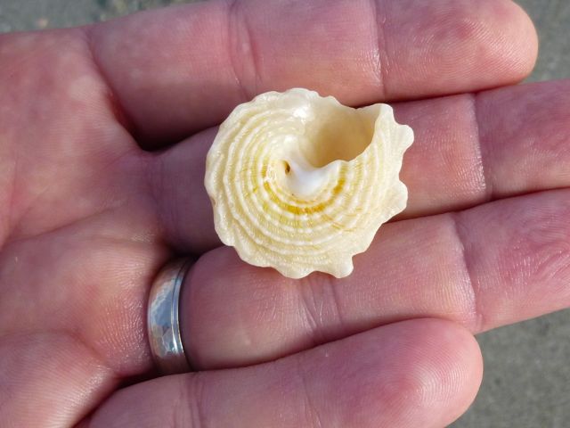 Seashell Star Of The Day | I Love Shelling