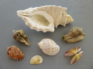 Best Seashells From Our Vacation to Turks and Caicos | I Love Shelling