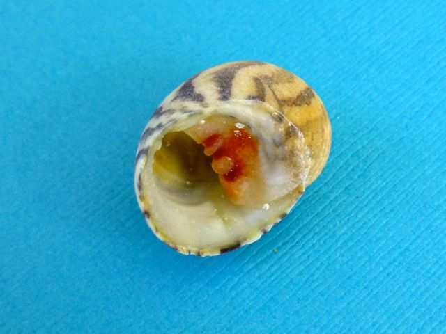 Best Seashells From Our Vacation to Turks and Caicos | I Love Shelling