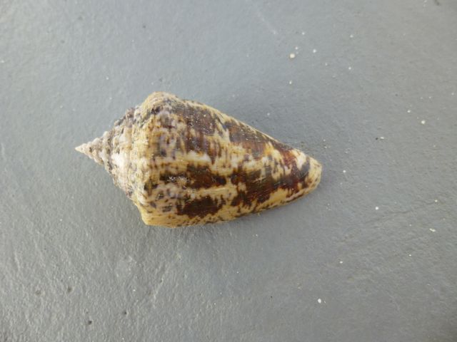 Best Seashells From Our Vacation to Turks and Caicos | I Love Shelling