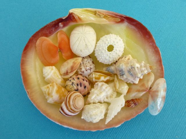 Best Seashells From Our Vacation to Turks and Caicos | I Love Shelling