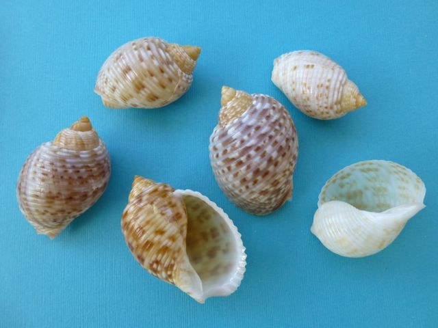 Best Seashells From Our Vacation to Turks and Caicos | I Love Shelling