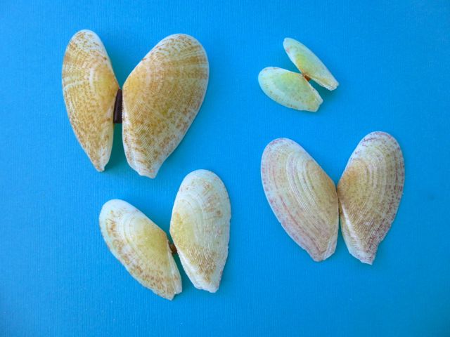 Best Seashells From Our Vacation to Turks and Caicos | I Love Shelling