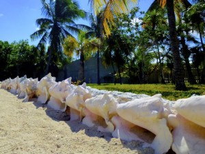 Shelling Trip Adventure To Turks And Caicos | I Love Shelling