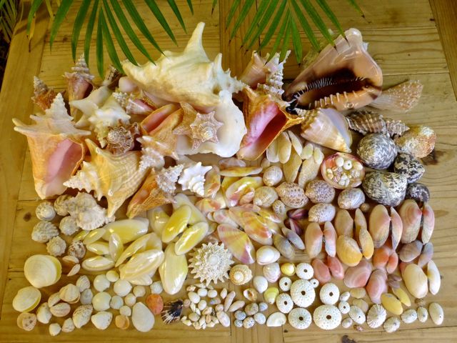 Seashell Adventure: Turks & Caicos Islands | I Love Shelling