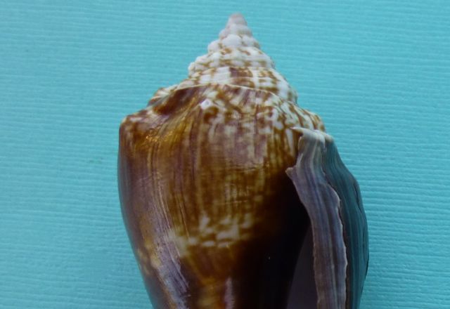 Southwest Florida Uncommon Shells | I Love Shelling