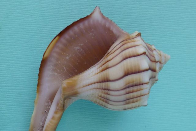 Southwest Florida Uncommon Shells | I Love Shelling