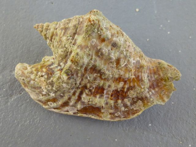 Best Seashells From Our Vacation to Turks and Caicos | I Love Shelling