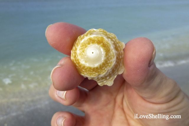 Seashell Star Of The Day | I Love Shelling