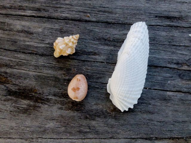 Seashell Show And Tell | I Love Shelling