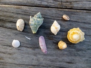 Seashell Show And Tell | I Love Shelling