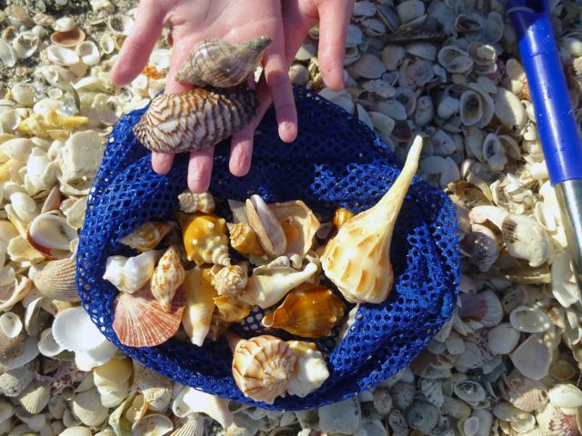 Early Bird Catches the Seashell Candy | I Love Shelling
