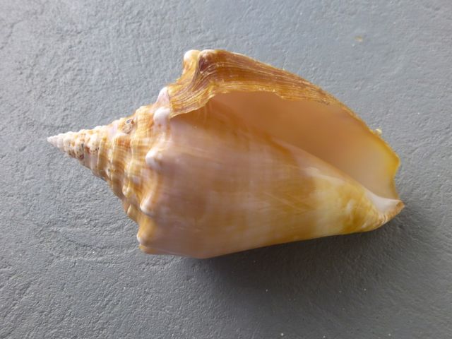 Best Seashells From Our Vacation to Turks and Caicos | I Love Shelling