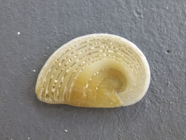 Best Seashells From Our Vacation to Turks and Caicos | I Love Shelling