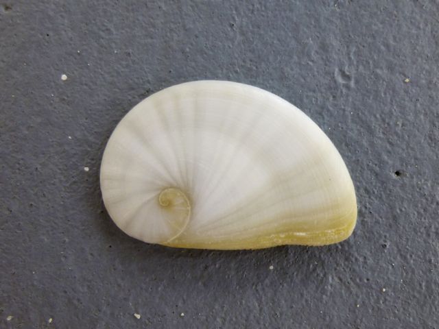 Best Seashells From Our Vacation to Turks and Caicos | I Love Shelling