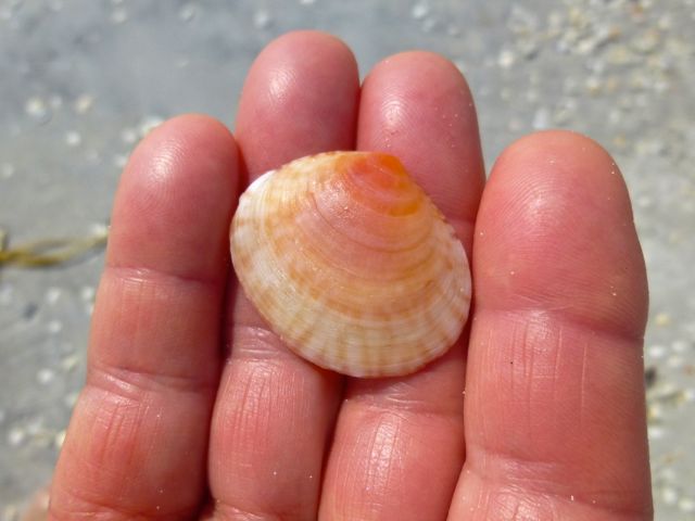 Beach Treats | I Love Shelling