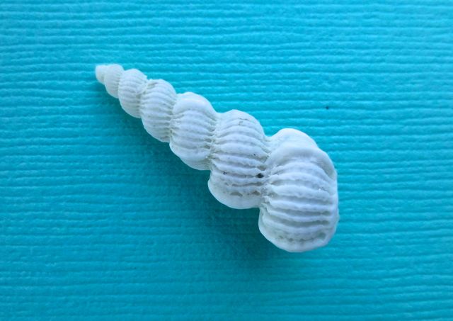 How To Find Wentletrap Shells On Sanibel | I Love Shelling