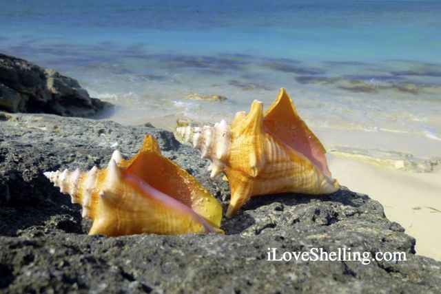 Finding Seashells On Turks And Caicos Islands | I Love Shelling
