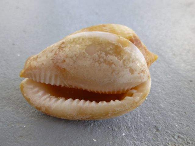 Best Seashells From Our Vacation to Turks and Caicos | I Love Shelling