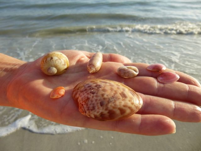 Beach Treats | I Love Shelling