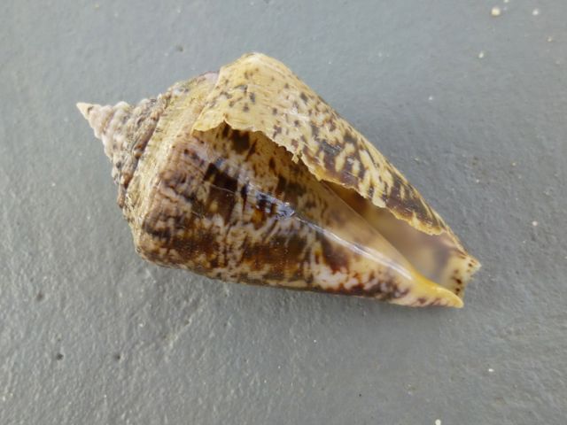 Best Seashells From Our Vacation to Turks and Caicos | I Love Shelling