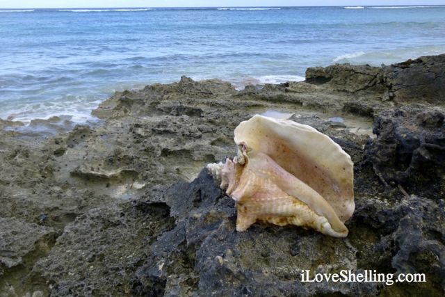 Finding Seashells On Turks And Caicos Islands | I Love Shelling