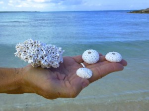Finding Seashells On Turks And Caicos Islands | I Love Shelling
